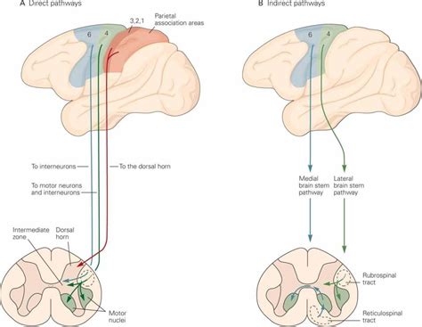Cognitive Functions Of The Premotor Systems Neupsy Key