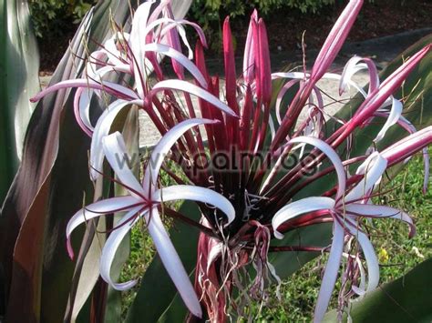 Crinum Asiaticum Red Red Crinum Lily Spider Lily