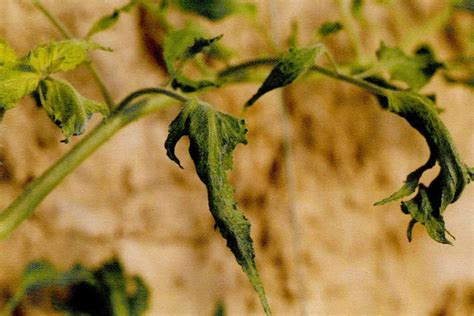 14 67 番茄24 D药害造成蕨叶 植物病理学教学 图片