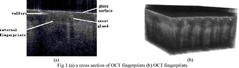 Figure 1 From Sweat Glands Extraction In Optical Coherence Tomography Fingerprints Semantic