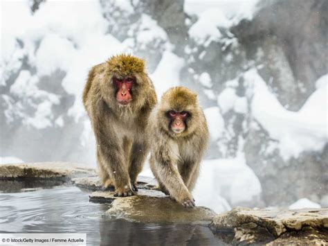 Le Macaque Japonais Un Singe Emblématique Du Japon