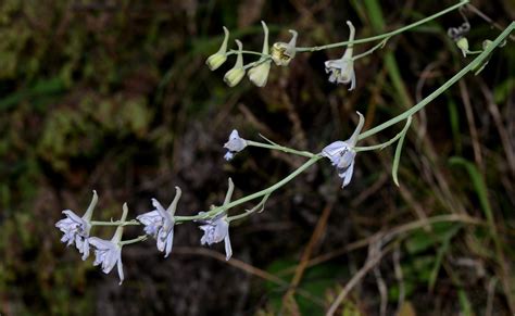 Delphinium Denudatum Eflora Of India Delphinium Denudatum Eflora Of India