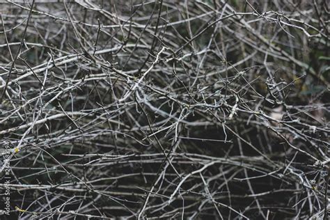 Mess Of Focused And Blurred Gray Naked Thin Branches With Yellow Stains