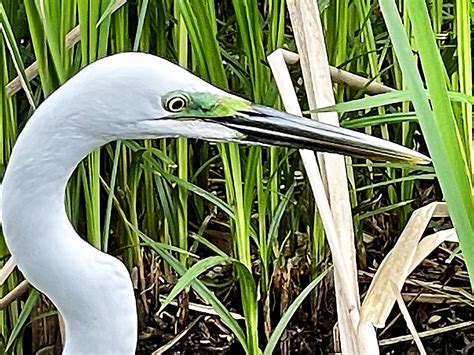ダイサギとコサギ 奥行き1mの果樹園