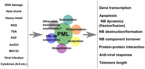 Effects Of Extracellular Stimuli On Pml A Model Summarizes Stimuli