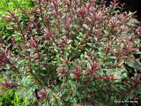 Hebes Nz Varieties