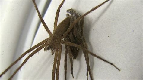 Kinky Spiders Males Tie Up Partners During Sex Live Science
