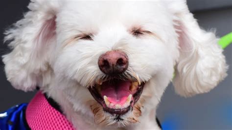 How To Train Your Bichon Frise Tips And Tricks For A Well Behaved Dog