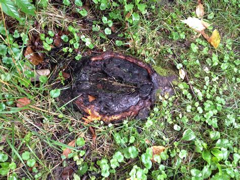 When Tree Roots Surface Indiana Yard And Garden Purdue Consumer HorticulturePurdue