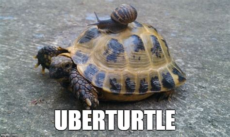 Snail Riding Turtle Memes Imgflip