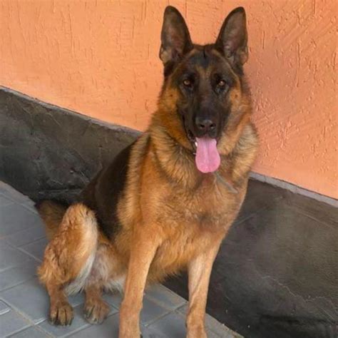 Информационная страница ️ помогаем информационно Здравствуйте пропал пес по кличке Ральф в