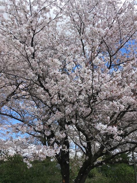 桜 株式会社モーリアス