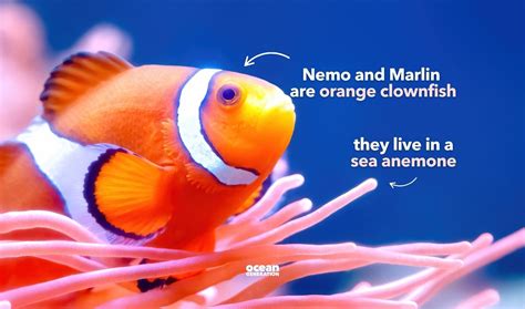 How Accurate Is Finding Nemo Ocean Generation