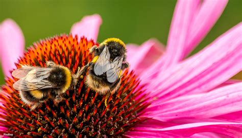Bumble Bee Insect Sting