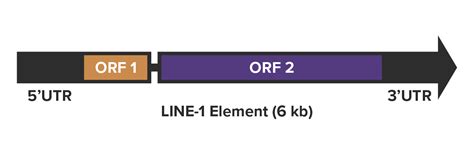 Line 1 Elements Walk The Line 1