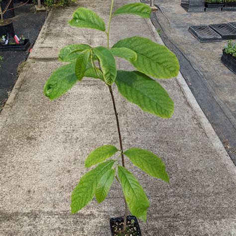 Paw Paw Seedling — Raintree Nursery
