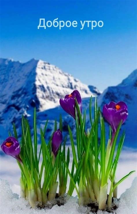 Пин от пользователя Наталья Брагина на доске ДОБРОЕ УТРО в 2024 г Винтажные рождественские