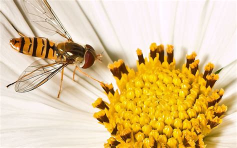 Hover Fly Insect Week