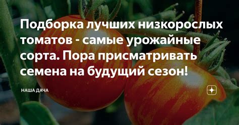 Подборка лучших низкорослых томатов самые урожайные сорта Пора присматривать семена на