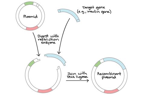 Overview Dna Cloning Article Khan Academy Adn Recombinante Adn