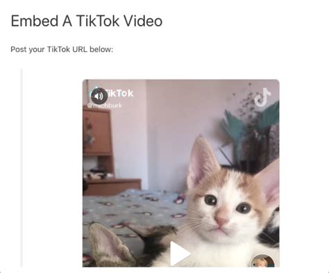 How To Embed TikTok Videos In WordPress