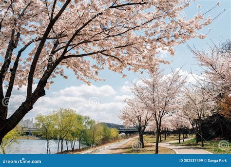Dongchon Amusement Park With Cherry Blossoms In Daegu Korea Stock