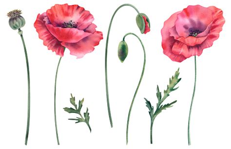 양귀비는 빨간색이며 흰색 배경에 큰 세트입니다 야생화 양귀비 새싹 잎 및 줄기의 수채화 그림 손으로 그린 식물 클립아트 식물 디자인의 요소 0명에 대한 스톡 벡터 아트 및