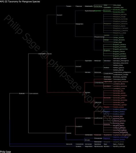 Apg Iii Taxonomy Classification For Mangrove Species Philip Sage