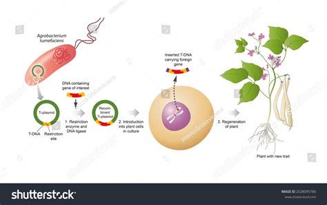 Plant Genetic Engineering Known Plant Genetic Stock Illustration
