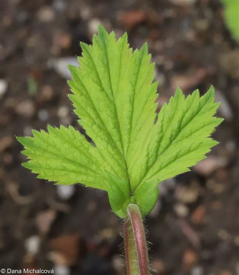 Geum Macrophyllum • Floraveg Eu