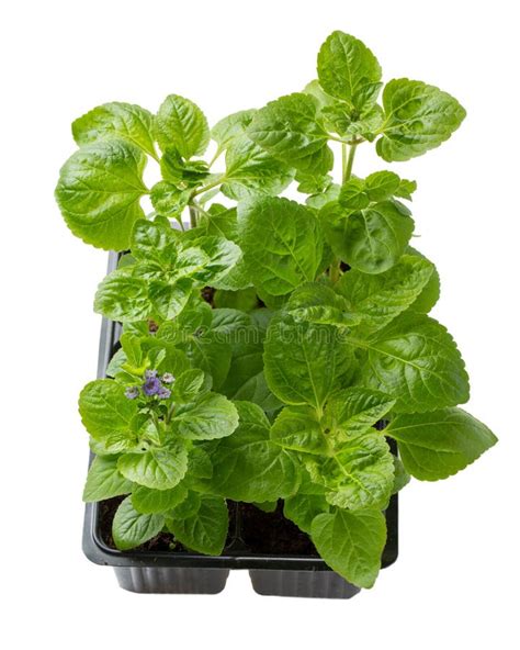 Ageratum Or Floss Flower Spring Seedlings In Black Plastic Tray
