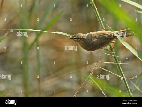 Dusky Warbler Phylloscopus Fuscatus Fuscatus Adult Foraging On Reed