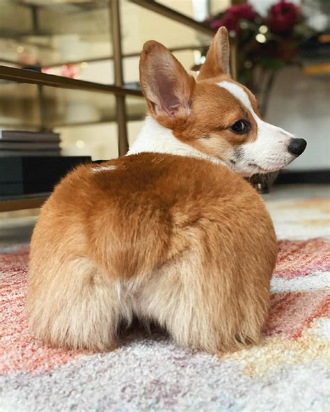 Pin By Christine Wong On ⭐special Funny Cute Beautiful⭐ Corgi