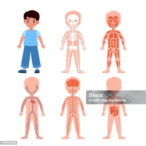 소년 바디 시스템 어린이 해부학 포스터 의학 교육 계획 골격 근육과 신경 순환 및 소화 시스템 뼈 근육과 장기 벡터 만화 일러스트 아이에 대한 스톡 벡터 아트 및 기타