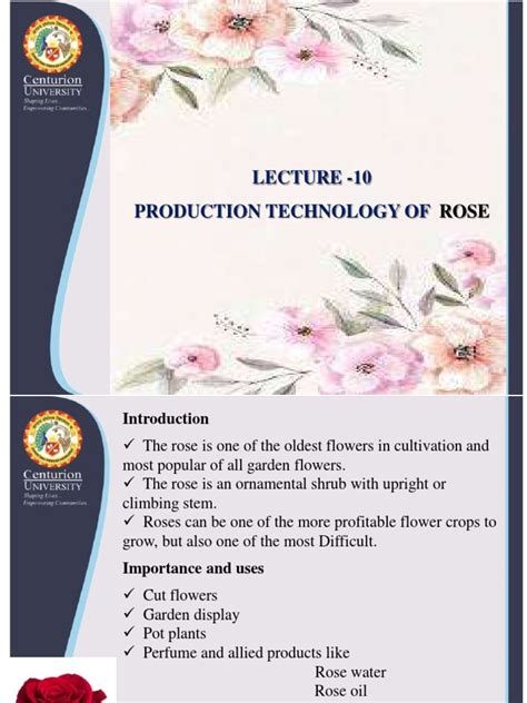 Lecture 10 1 Descargar Gratis Pdf Pruning Rose