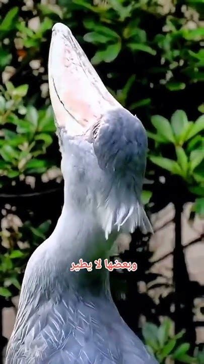 الطائر ابو مركوب Youtube