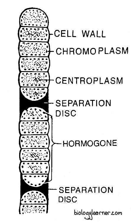 Oscillatoria Features Occurrence Structure Reproduction