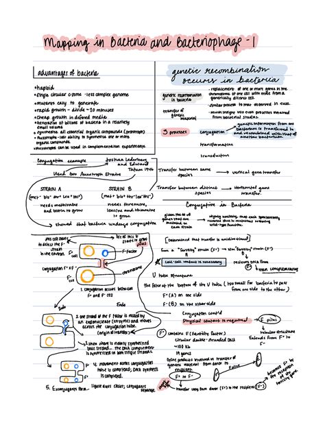 Mapping In Bacteria 1 Mapping In Bacteria And Bacteriophage 1 Genetic Recombination