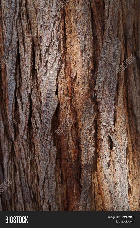 Bark Acacia Tree Image Photo Free Trial Bigstock