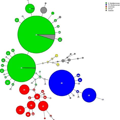 minimum spanning tree mst based on b melitensis mlva 8 typing
