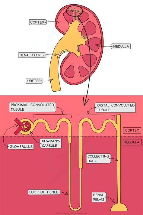 Nephron Diagram Simple Nephron Structure And Function Integrated