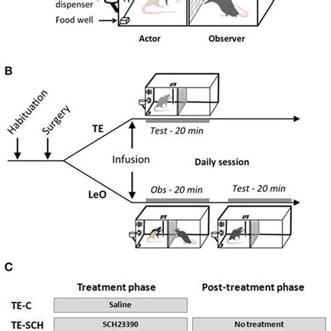 Testing Apparatus And Behavioral Procedures A Testing Apparatus B Download Scientific