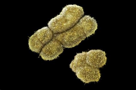 Sex Cells Anatomy And Production