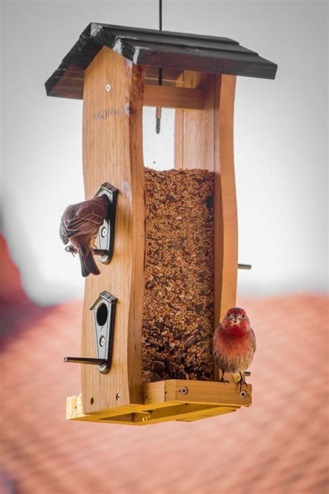 Paragon Project Feeding Birds With A Raspberry Pi PiCockpit