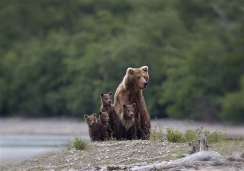 56 Un Bear Ably Cute Momma Bears Teaching Their Teddy Bears How To Bear Bored Panda