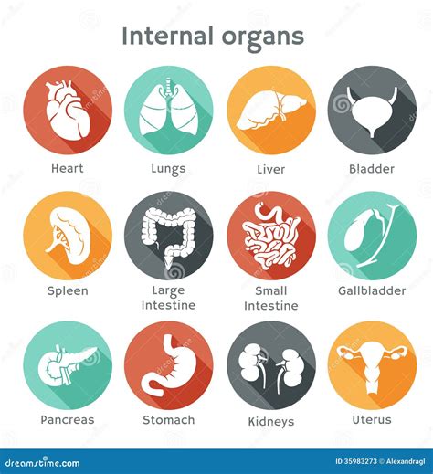 Human Organ For Transplantation Design Flat Vector Illustration