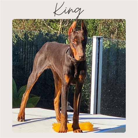 King Promise 4 Paws