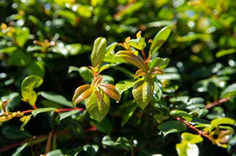 All You Need To Know About The Lilly Pilly Root System Ultimate Backyard