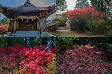 高知八幡神社西条市のツツジ かぼてん日記