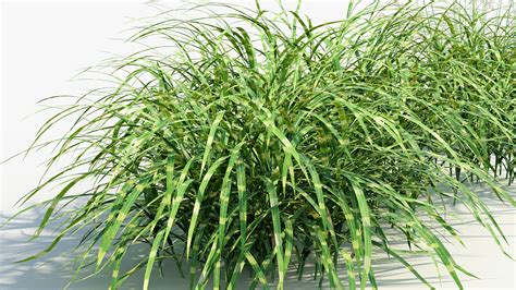 Miscanthus Sinensis Zebrinus Zenra Grass D Model Free D Model For Design